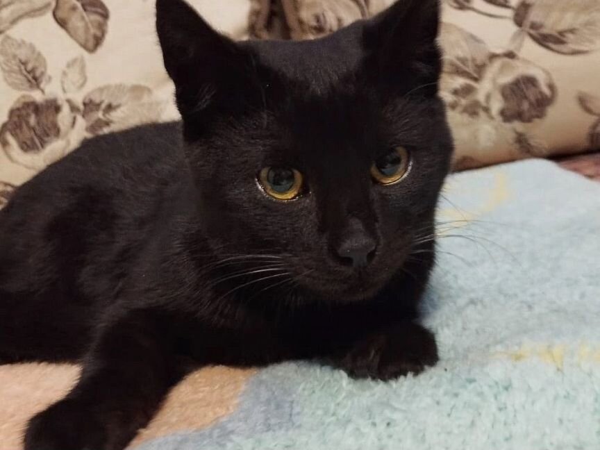 Черный котенок мальчик в дар