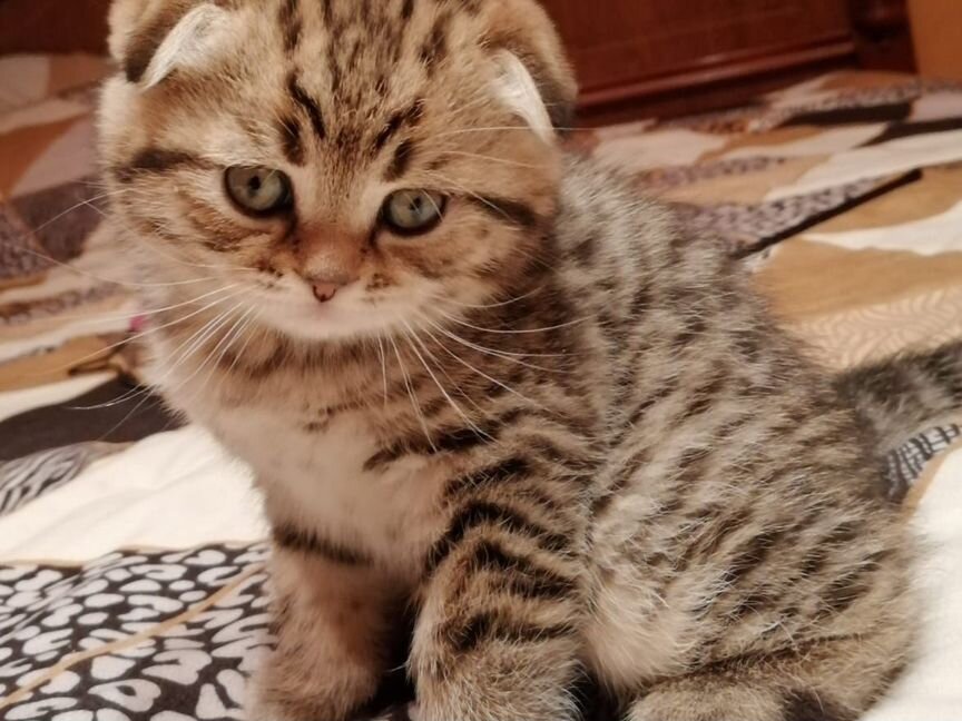 Шотландские котята