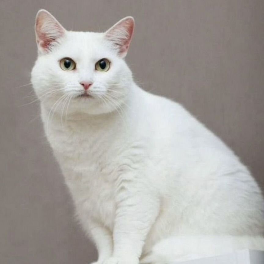 Взрослая, кошка в добрые руки