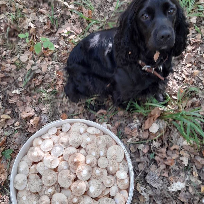 Ищу мальчика для вязки спаниэль