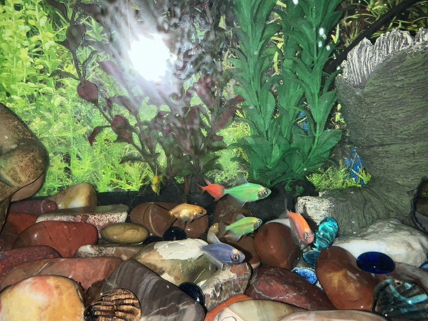 Тернеция гло