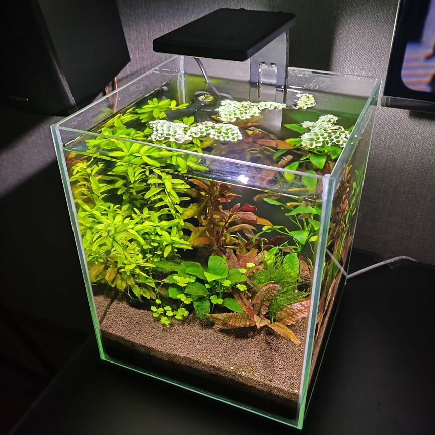 Аквариумные растения