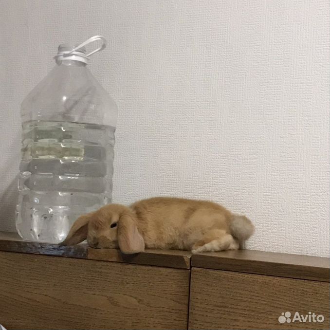 Случка декаративных кроликов