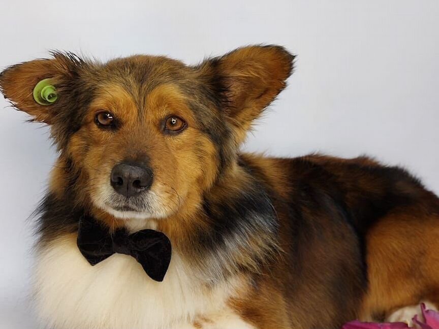 Славный пёсик ищет дом