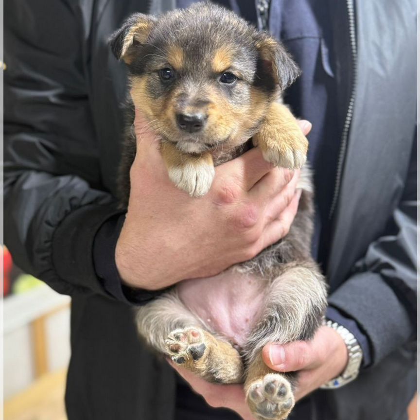 Щенок в добрые руки