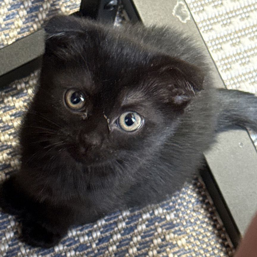 Шотландский вислоухий короткошёрстный котёнок