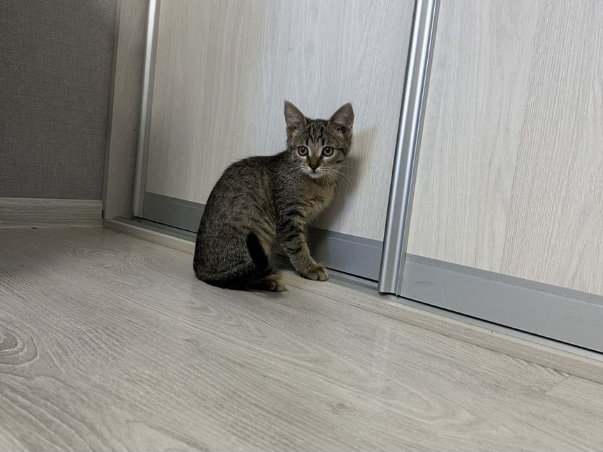 Кошка