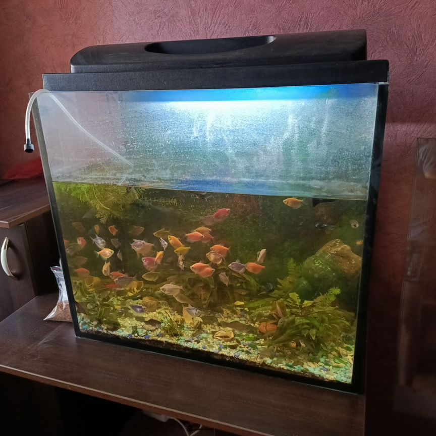 Аквариум с рыбками