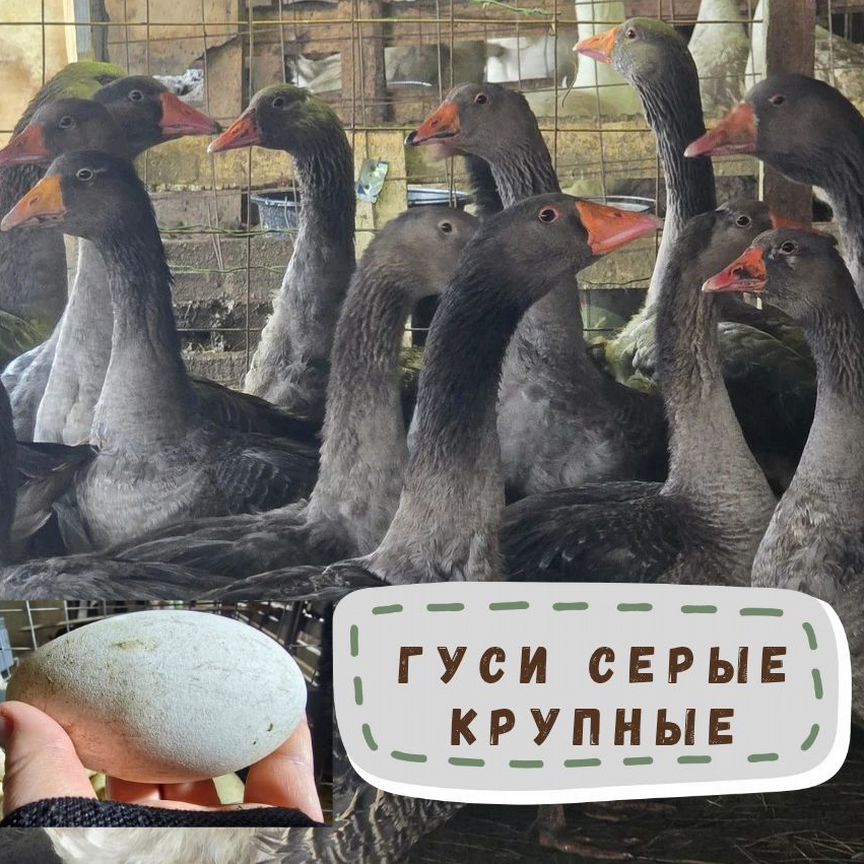 Гуси серые крупные инкубационное яйцо, гусята