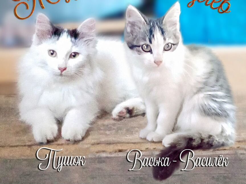 Котик 5 месяцев ищет хозяев