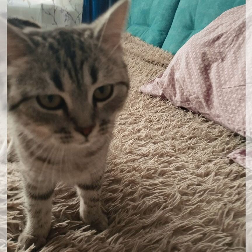 Кошка в дар бесплатно