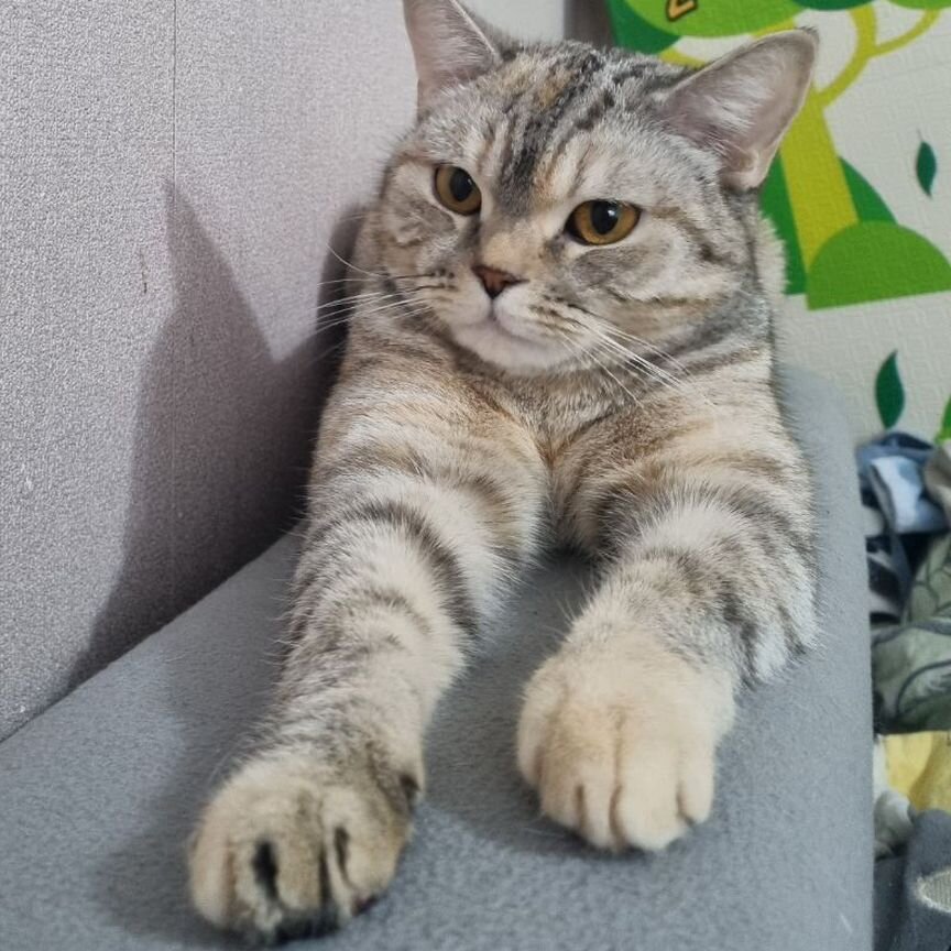 Взрослая кошка в добрые руки