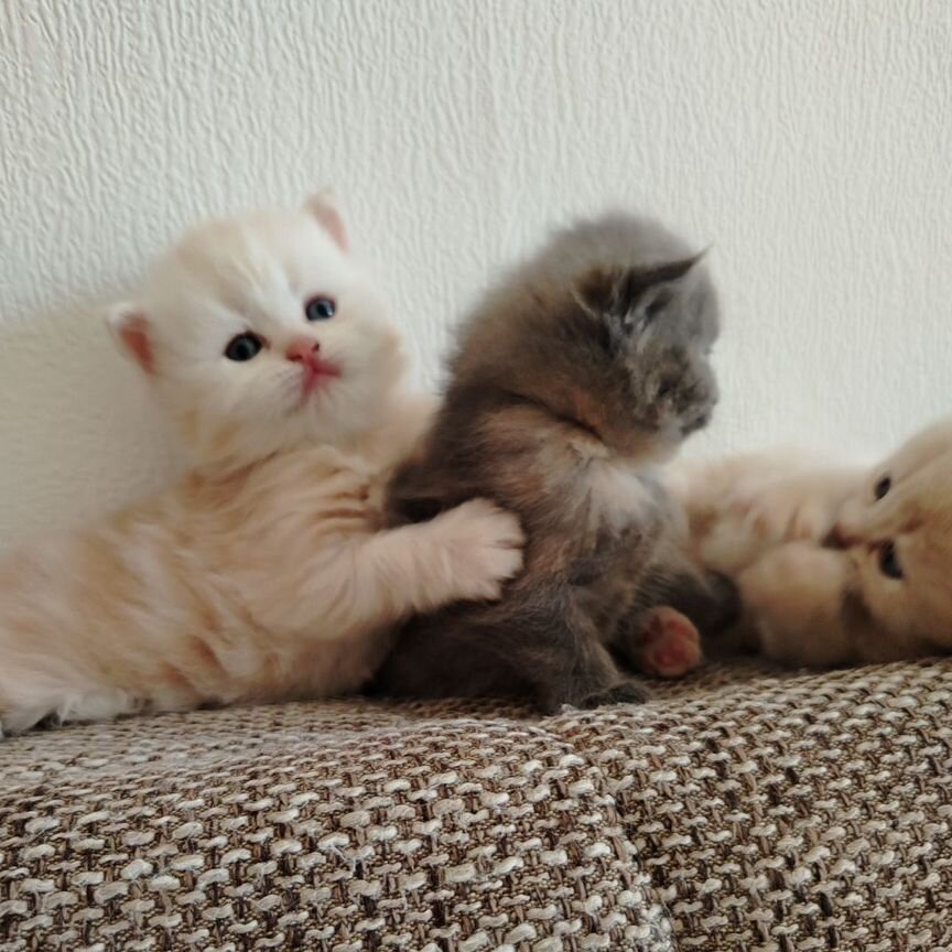 Шотландский вислоухий короткошёрстный котёнок