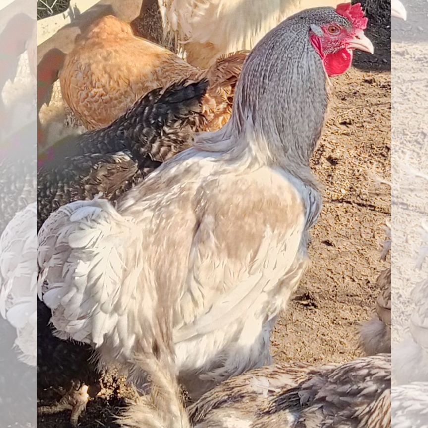 Молодые петухи