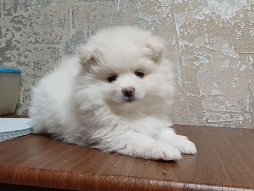 Щенки немецкого шпица