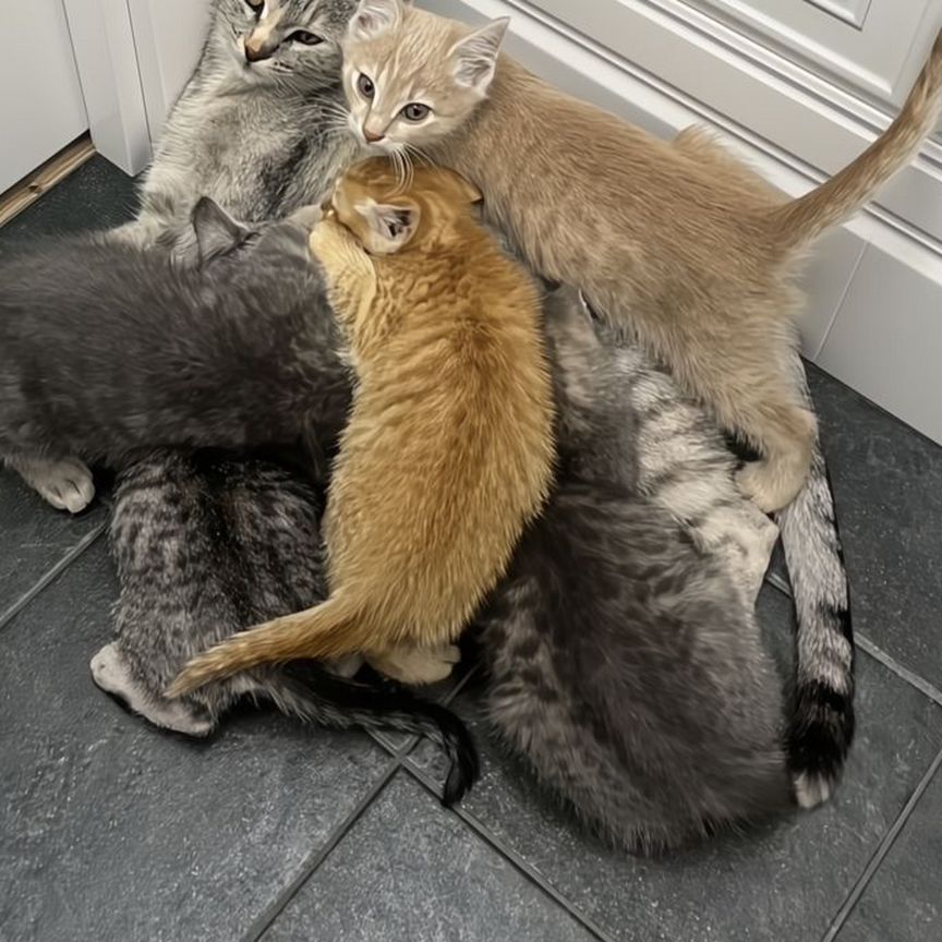 Отдаем котят в добрые руки