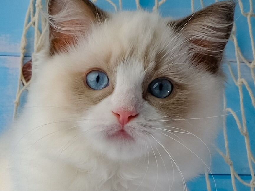 Ragdoll кошечка В Разведение
