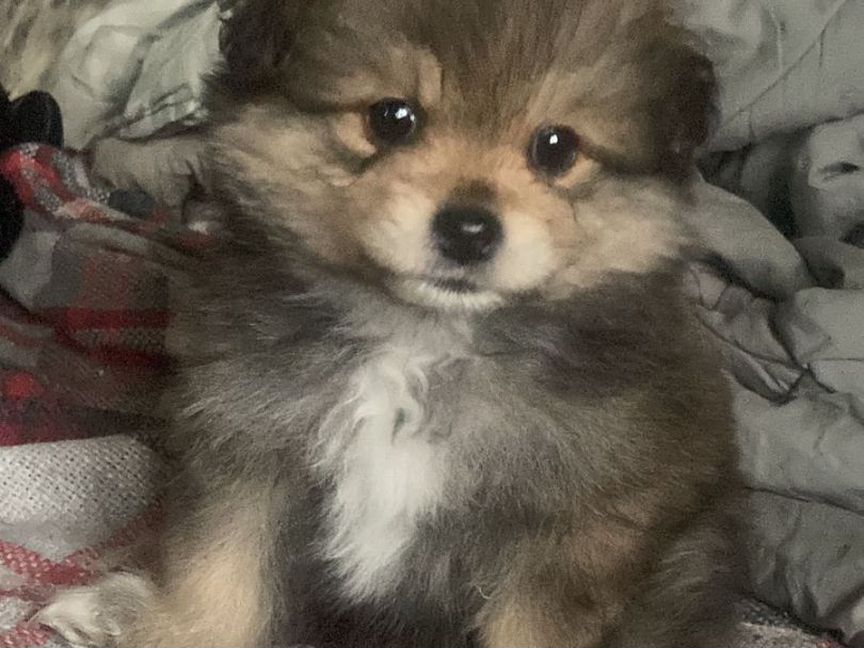 Щенки шпица