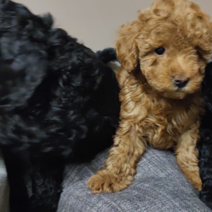 Пудель щенки той миниатюра