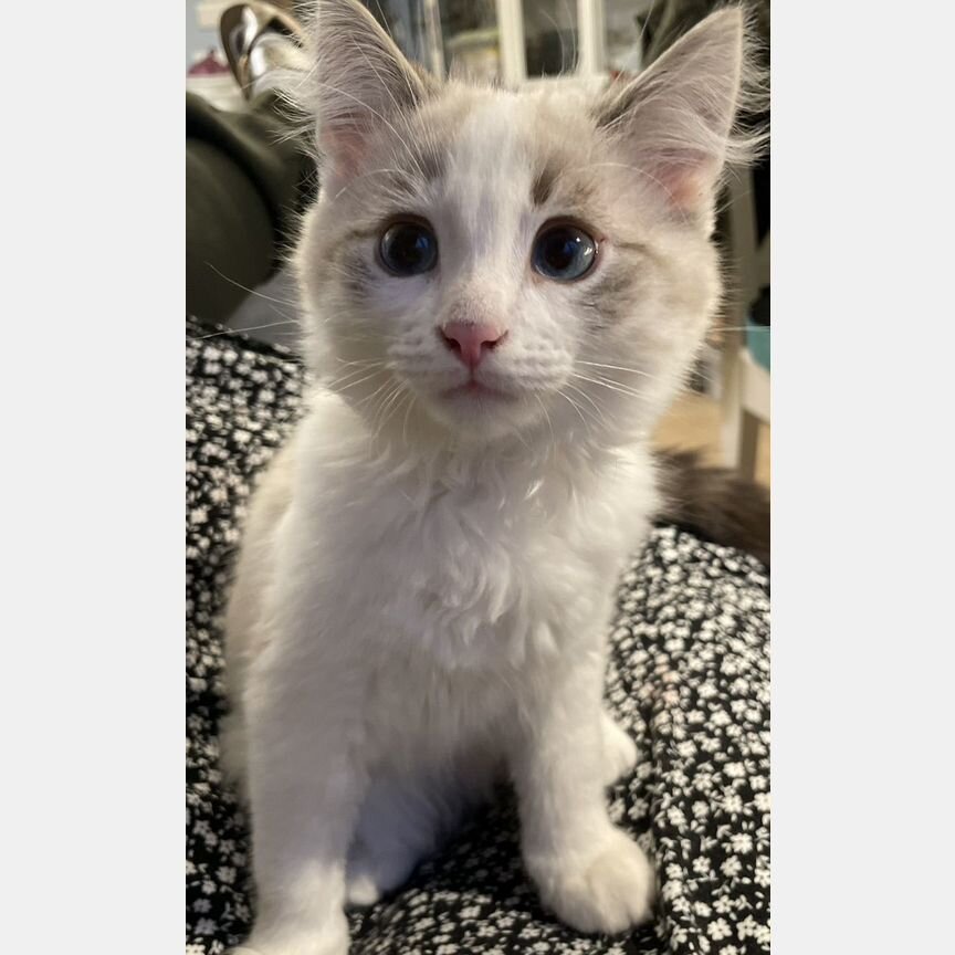Красивый котенок ищет дом