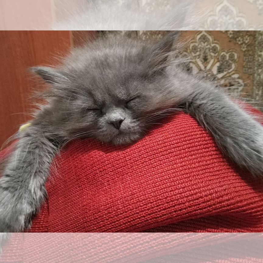 Персидский котёнок