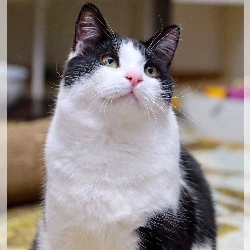 Нежный котик Феликс