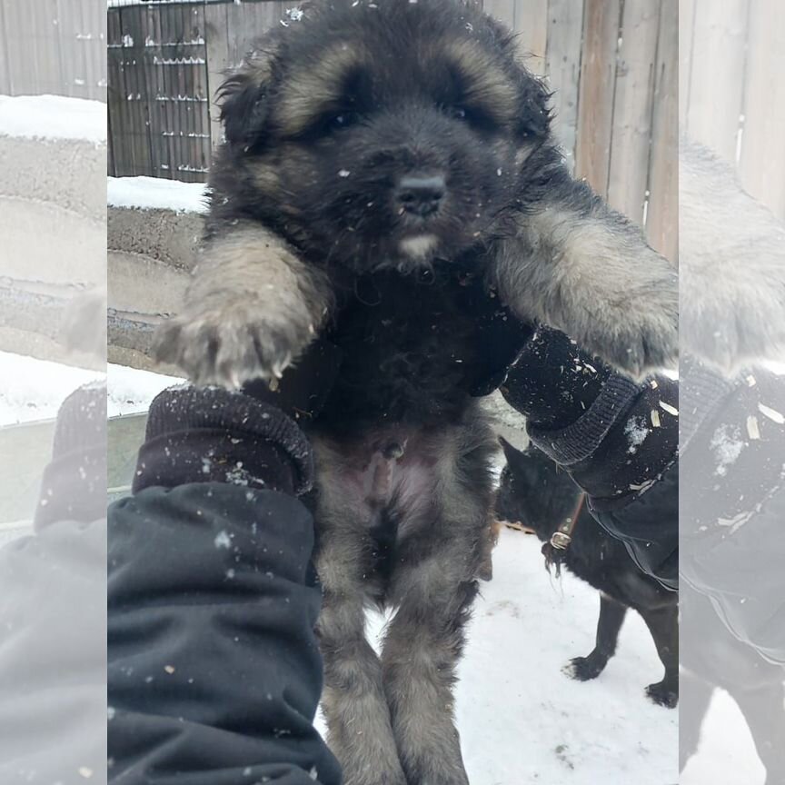 Немецкая овчарка в добрые руки