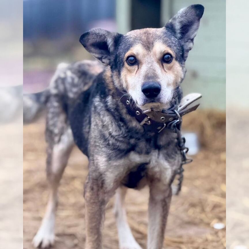 Взрослый пёс в добрые руки