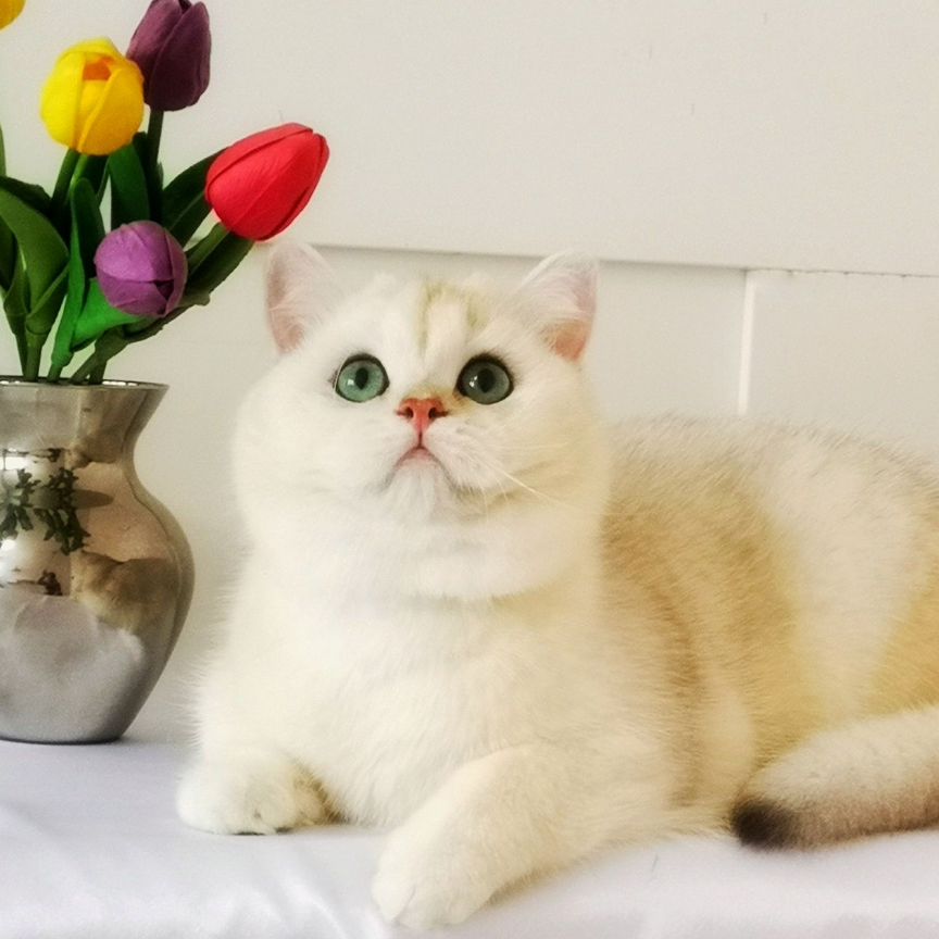 Британский котенок серебристая шиншилла