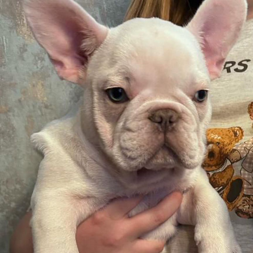 Французский бульдог