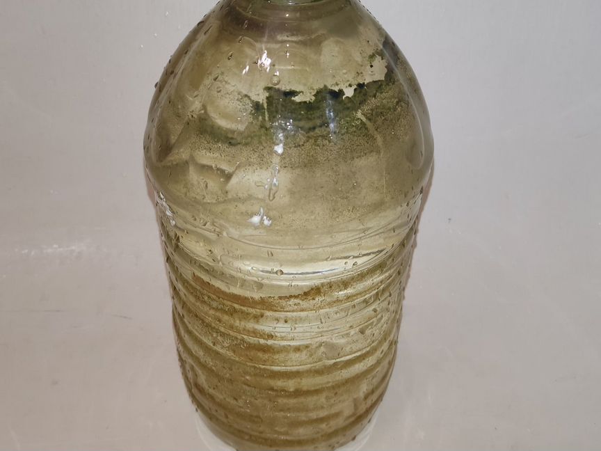 Инфузория туфелька чистая культура