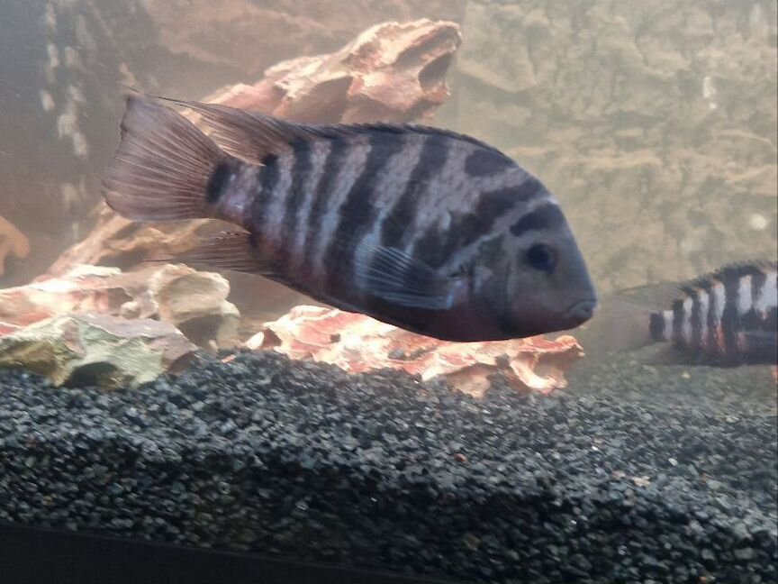 Аквариумная рыбка цихлозома чернополосая