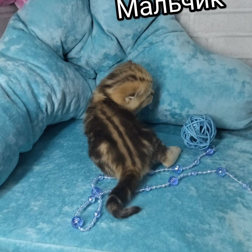 Мрамор на золоте