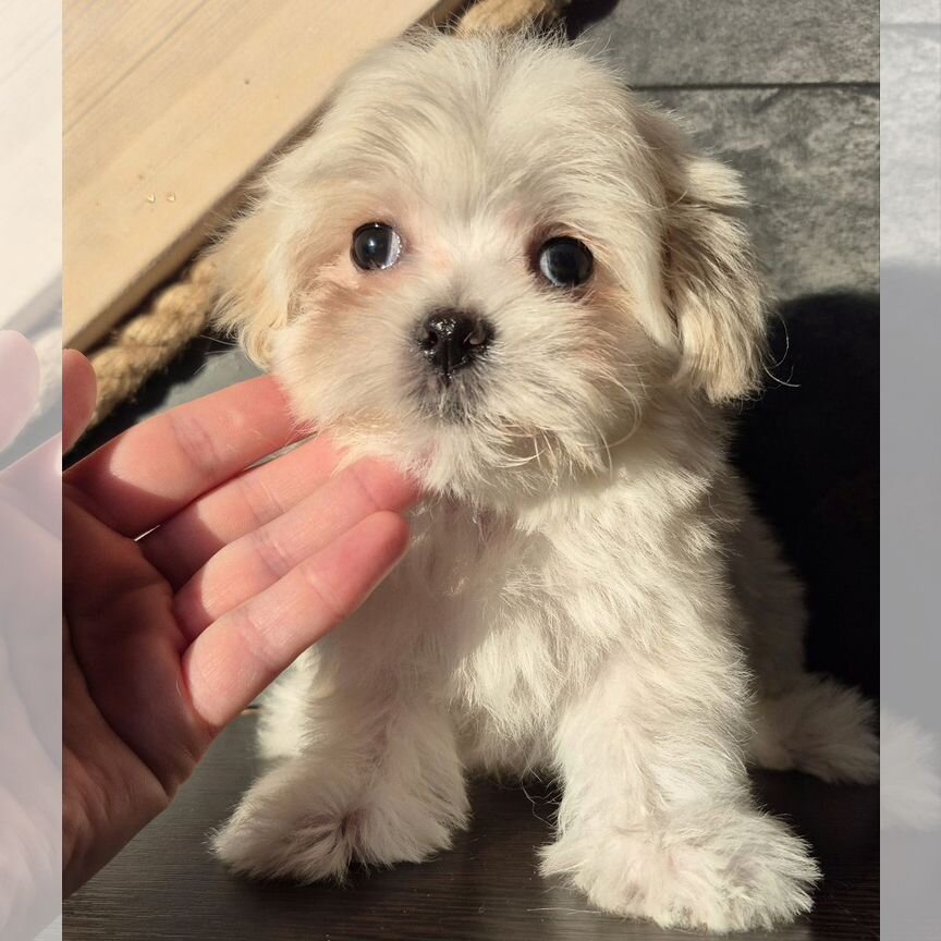 Мальтипу, щенок