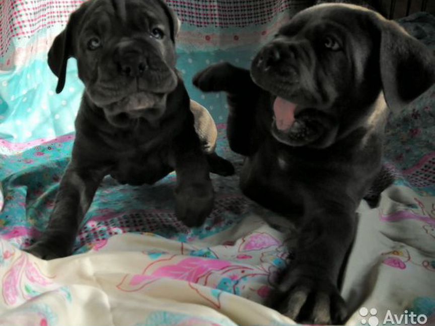 Щенки кане-корсо из профессионального питомника