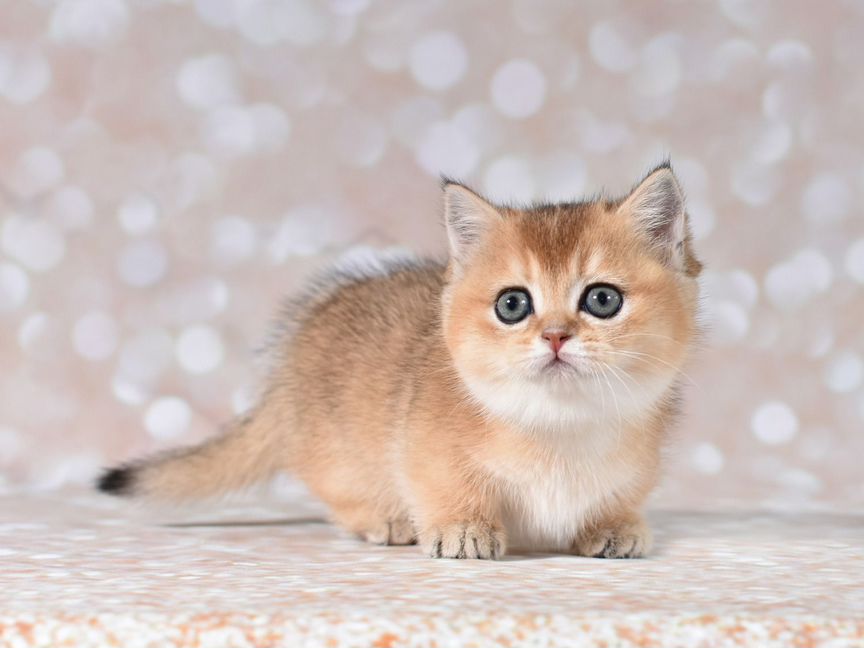 Котята породы Манчкин