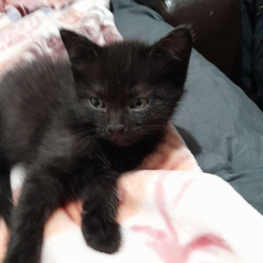 Котёнок в добрые руки