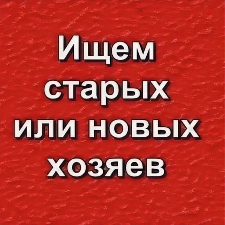 Взрослая, кошка в добрые руки