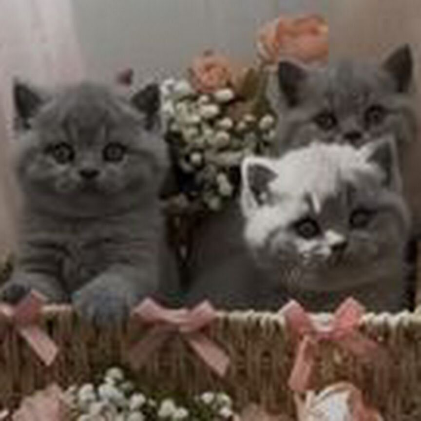 Голубые и белые