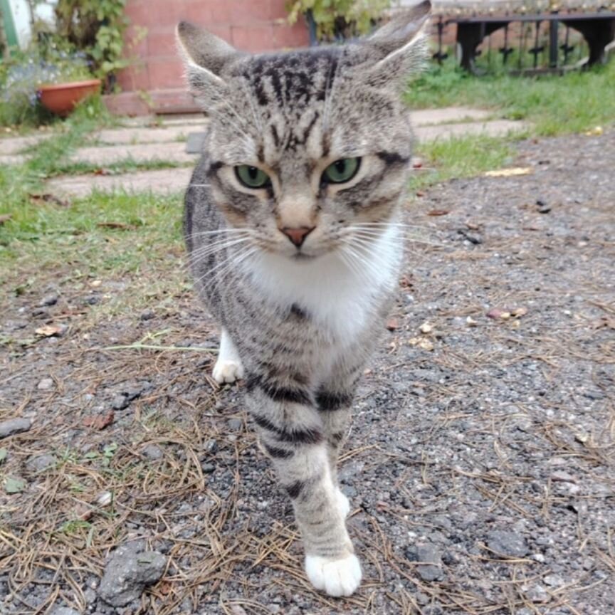 Брошенный котик