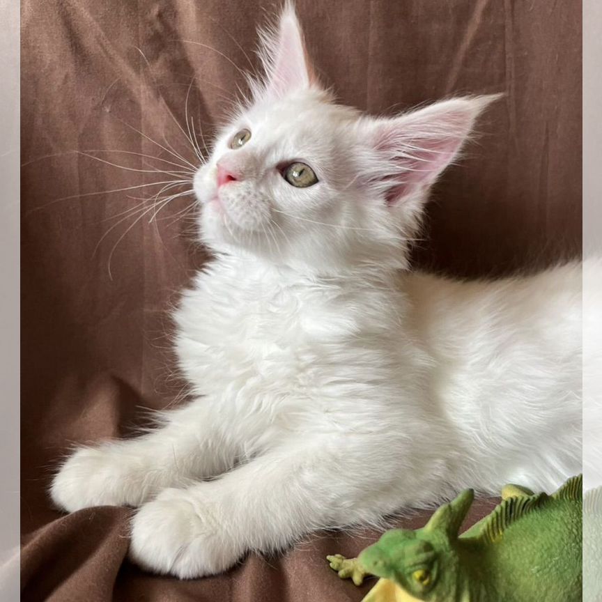 Мейн-кун котёнок