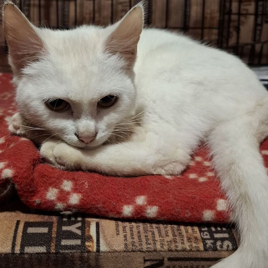 Котёнок в добрые руки