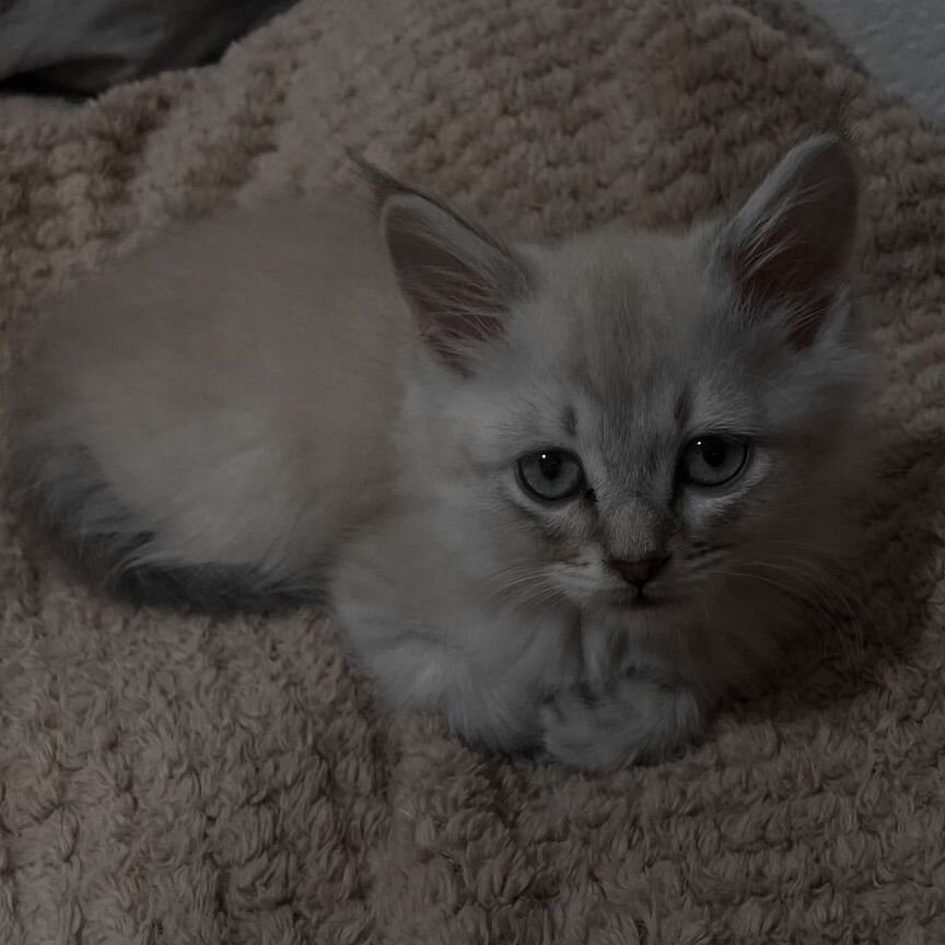 Котенок Невская маскарадная