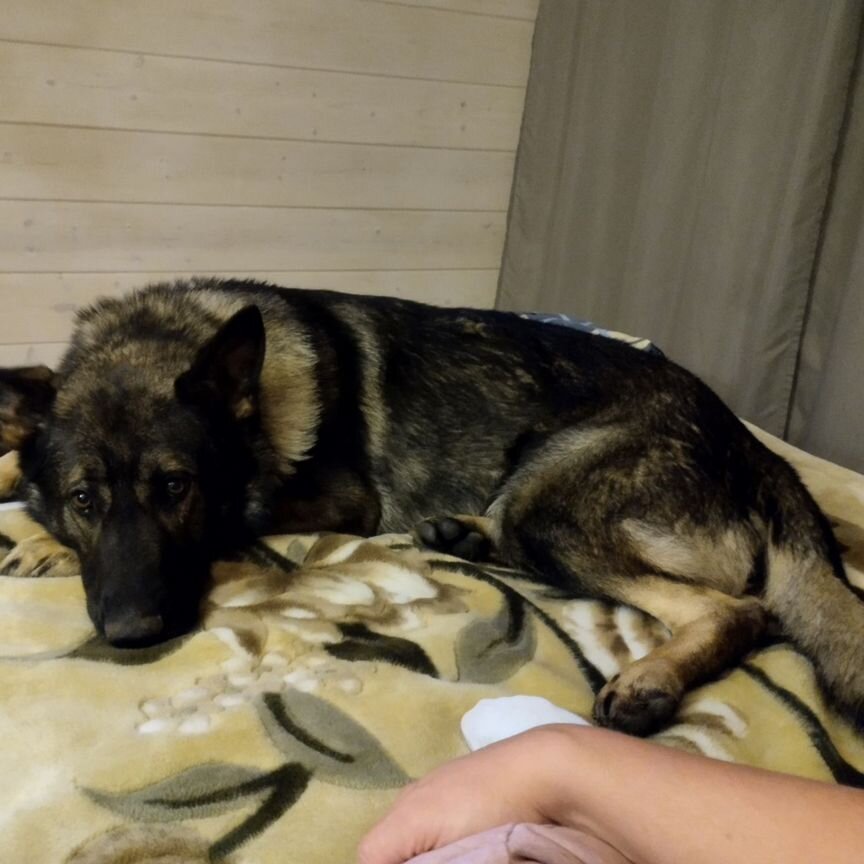 Случка собак овчарка кобель немец