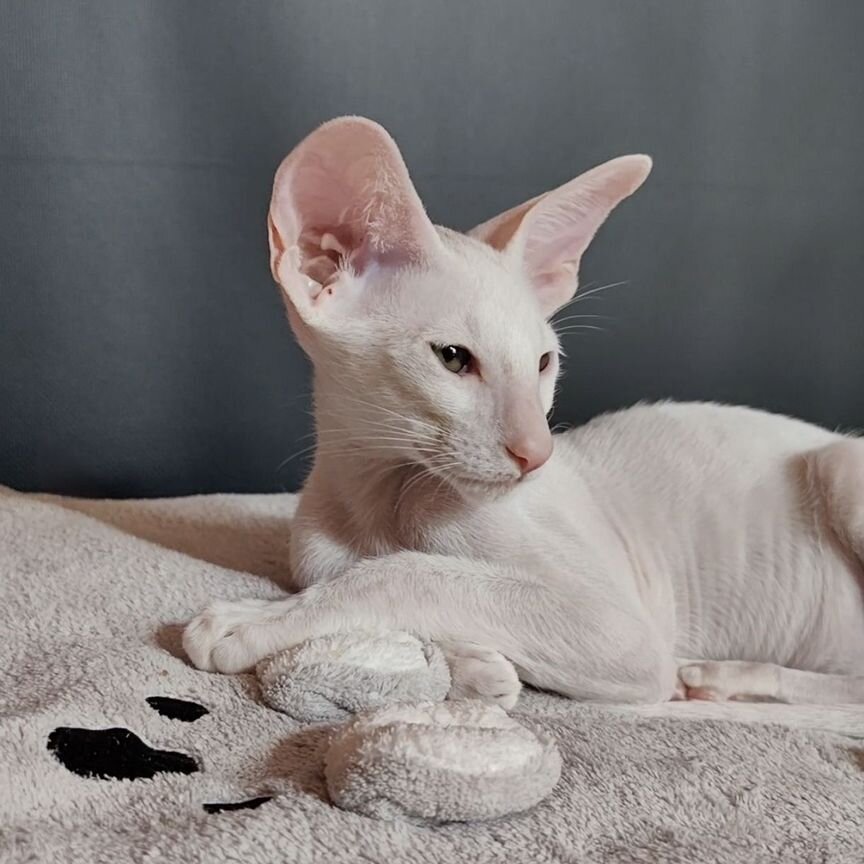 Ориентальная