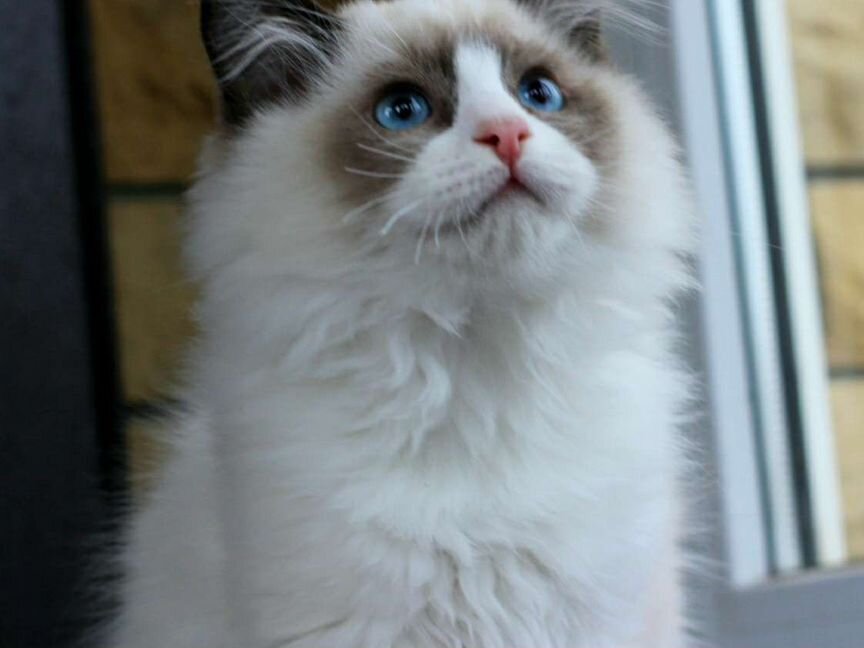 Регдолл Шоу котик 3 мес