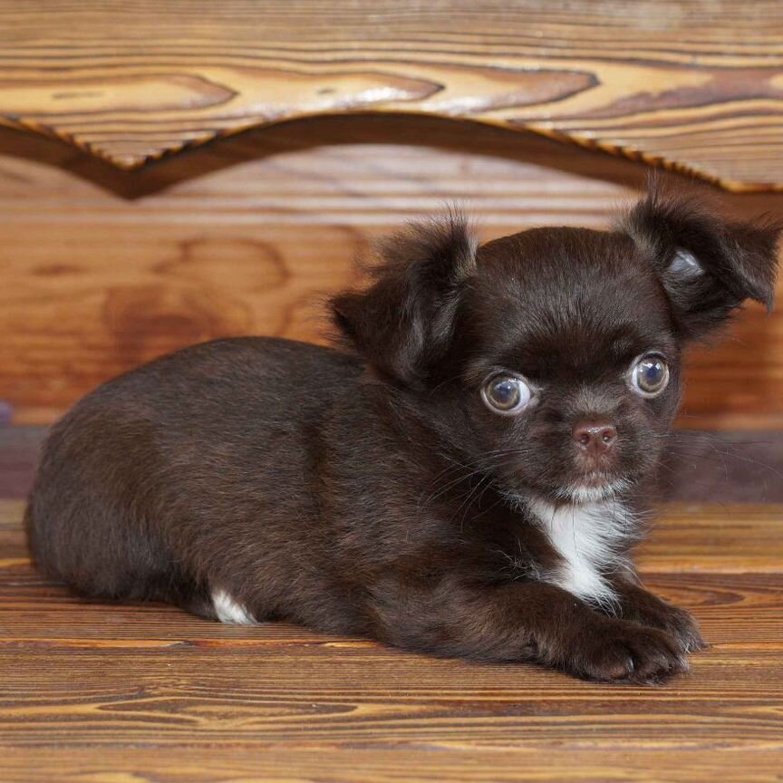 Сладкая шоколадка