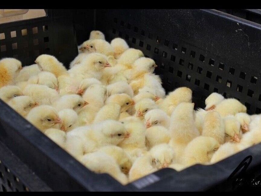 Суточные цыплята бройлеры с доставкой