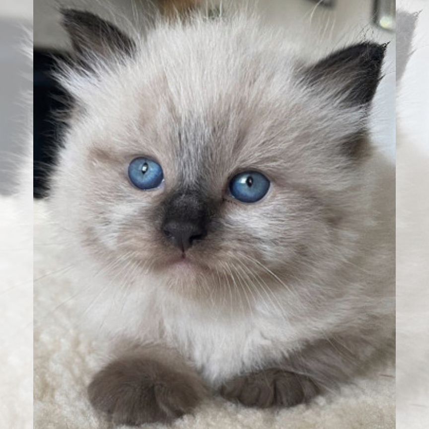 Невский маскарадный котёнок
