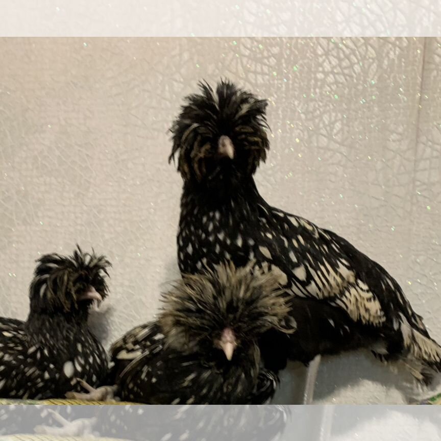 Куры падуаны